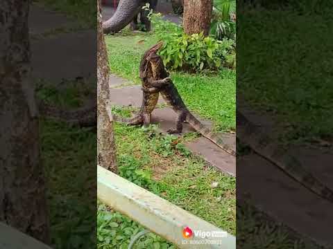 In english two hugging lizards. In spanish dos lagartijas que se abrazan