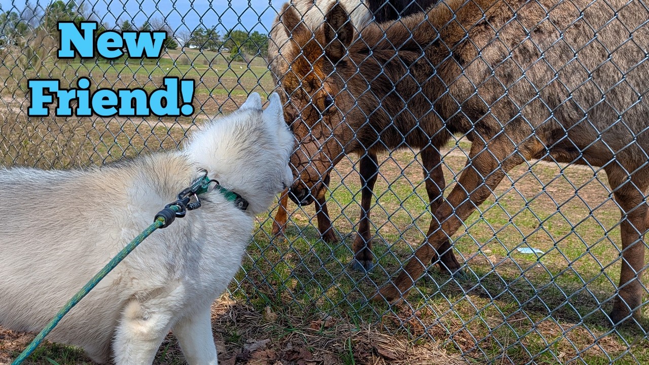 My Dog Met an ELK!  Surprising my Dog with an ELK!