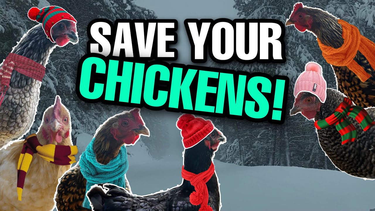 Top 7 Tips For Winter Chicken Care! | #7 Could SAVE Your Flock!