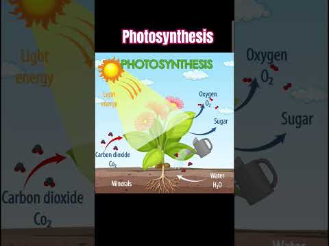#photosynthesis #science #sciencefacts #scienceproject #facts #12thexam #upsc #highschool