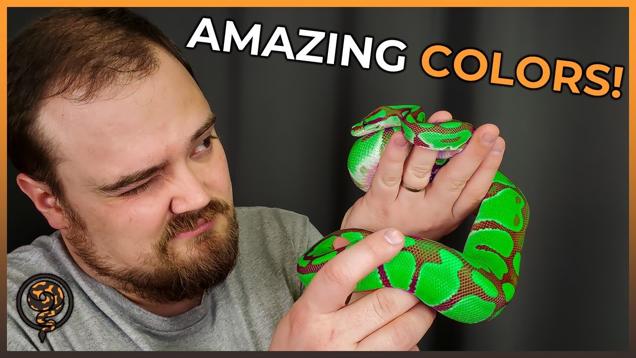 The Amazing Different Colors of Ball Pythons!