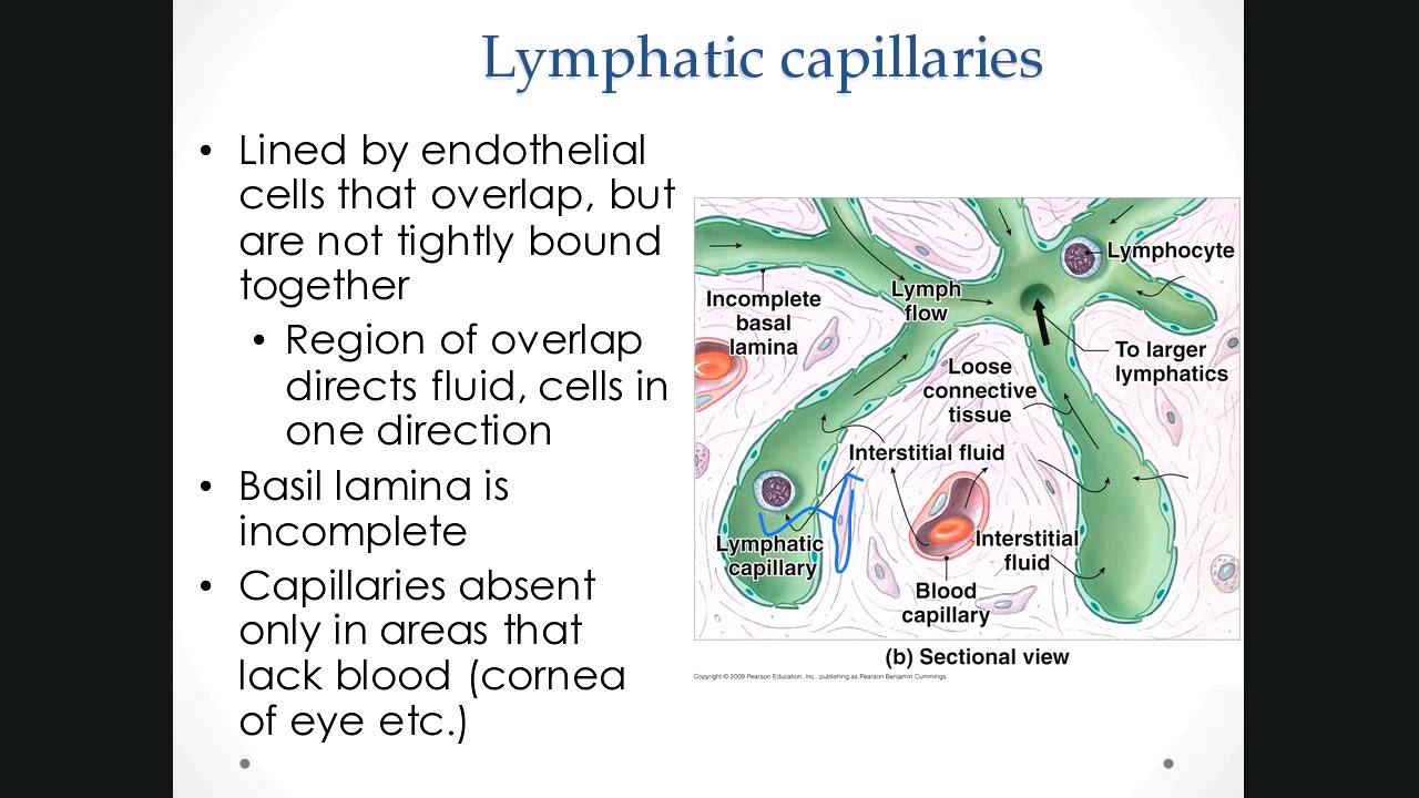 Lymphatics Part 1, Updated 2017