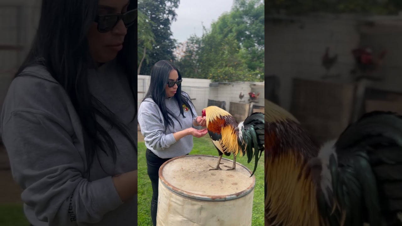 Beautil Bird #gamefowl #rooster #rooster #gamefowls #backyardchickens