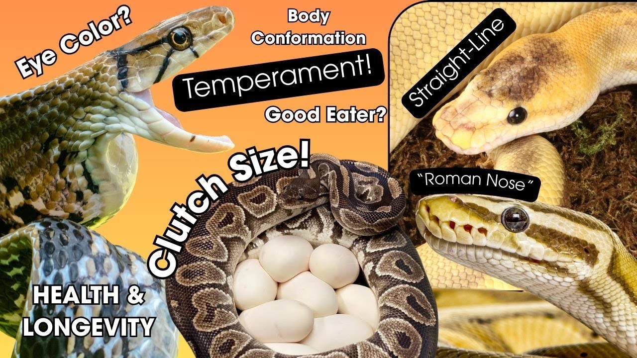 YouTube: Non-Morph Inheritable Traits? | Reptile Genetics Weekly Ep 141 ...