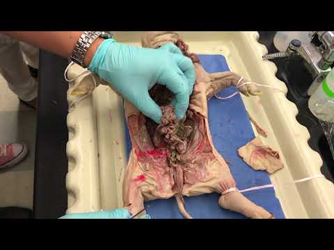 Fetal pig dissection digestive system