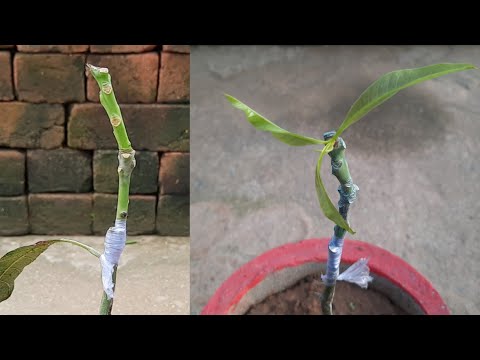 How To Bark Graft On Mango Plant/Mango Tree Best Grafting Technique/Mango Grafting