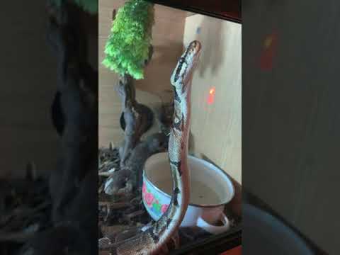 Python having a wander around #shorts