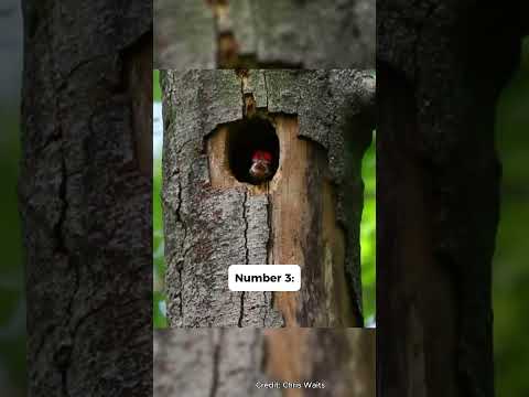 3 Fun Facts About the Pileated Woodpecker! #birds #jesus