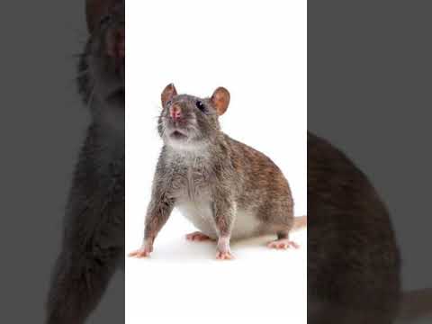 Rat sound