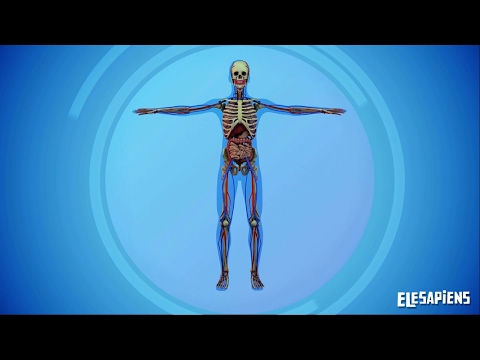 THE SYSTEMS OF THE HUMAN BODY