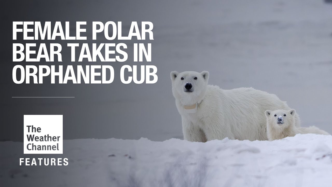 FEATURES: A Polar Bear's Unlikely Act Is Stunning Researchers