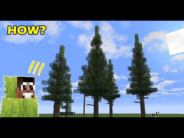 Spruce Trees Minecraft Map