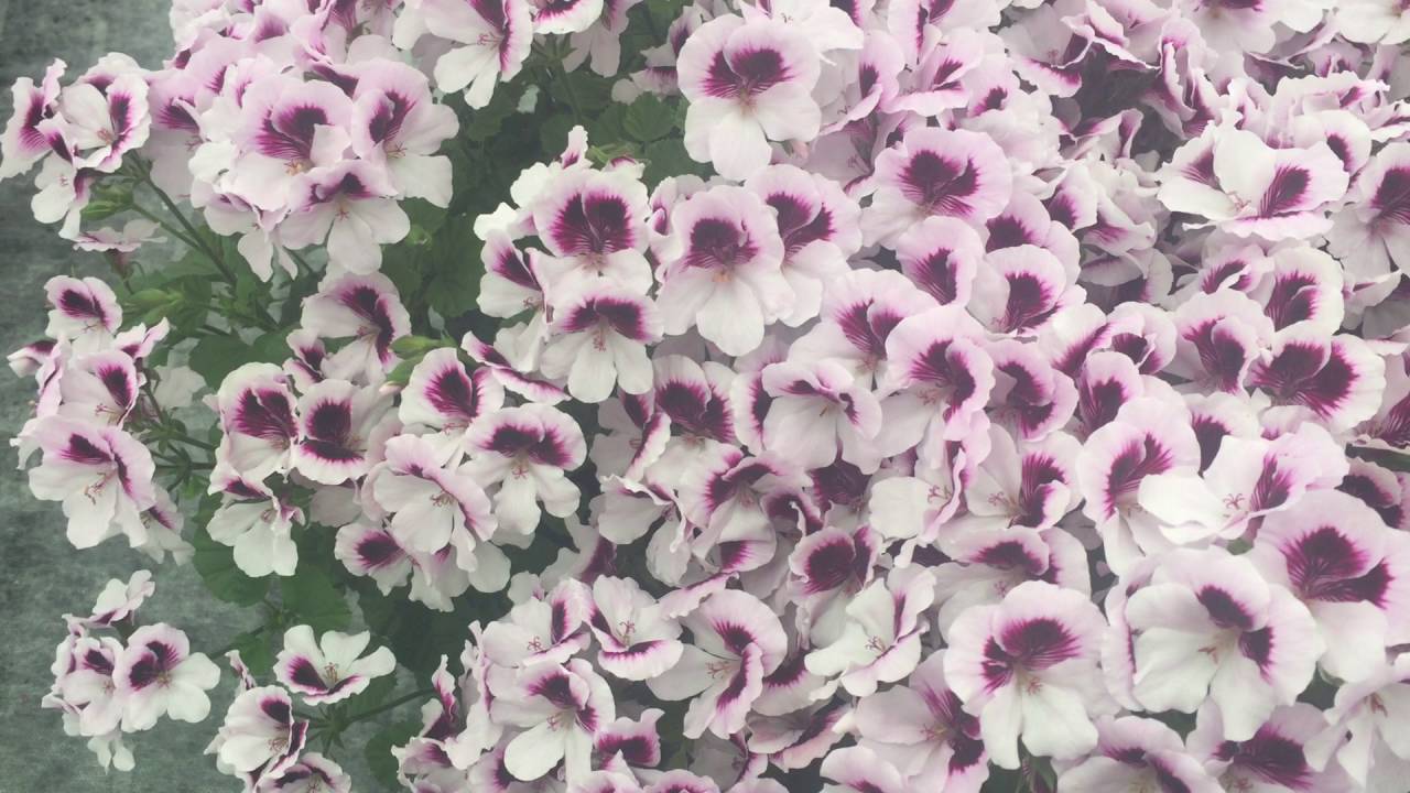 Mosquitaway Lizzy - Angel Pelargonium