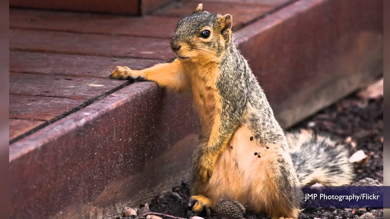 'Drunk' squirrel ransacks UK pub