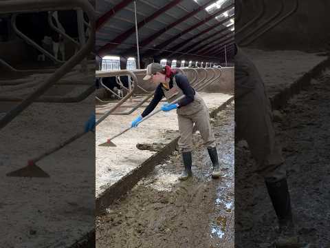 Hands-On Barn Cleaning on an American Dairy Farm ππΎ