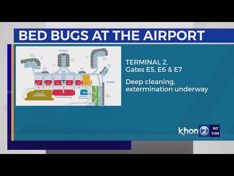 State says HNL airport clear of bedbugs but more treatment needed