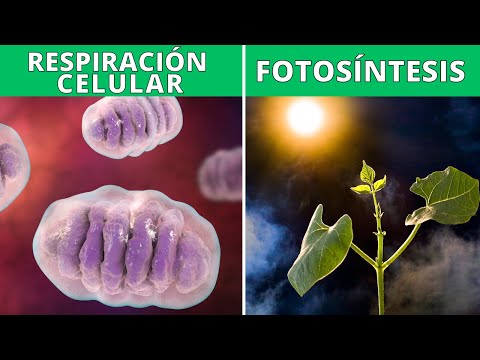 Cellular respiration and photosynthesis: functions, process, differences 🔬