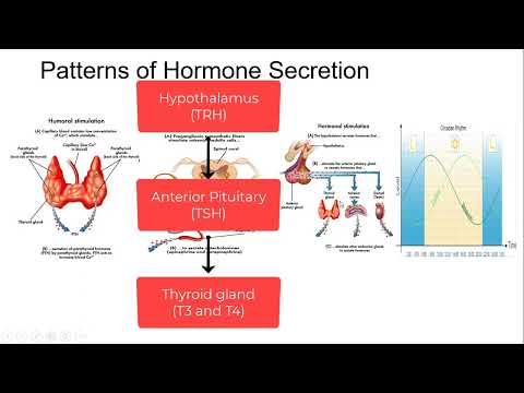 Hormone Secretion and Negative Feedback Mechanism: Regulation of Hormone Secretion
