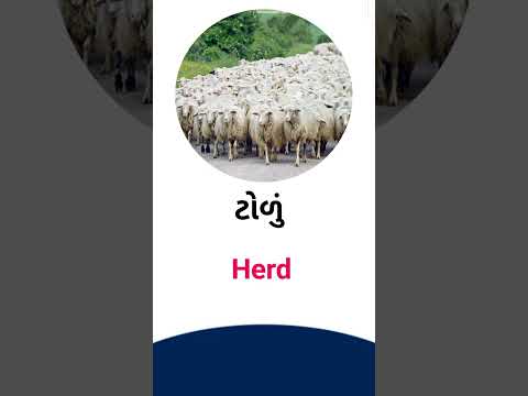 Herd meaning in Gujarati - English Dictionary