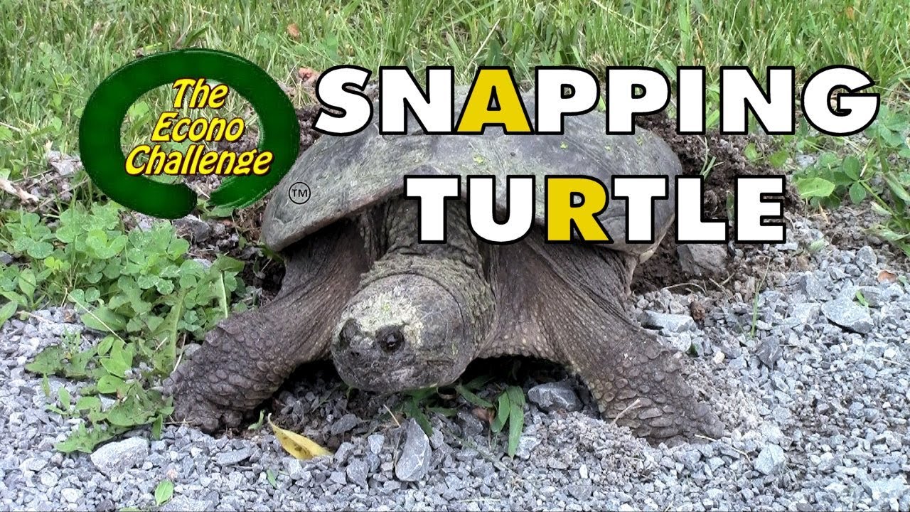 Snapping Turtle Nesting – Econo Challenge