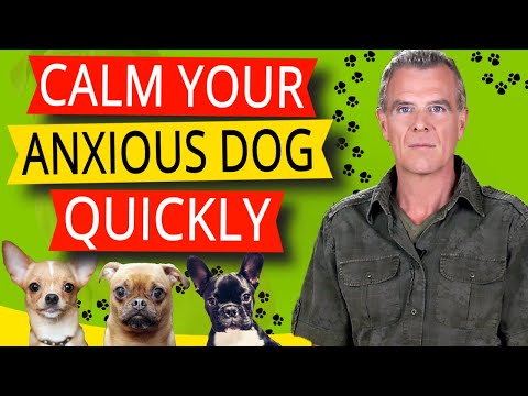 CBD Oil For Dog Anxiety (How To Free Your Anxious Dogs Mind)
