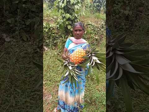Harvesting Pineapple fruit in the farm #organicfarming #agriculture #pineapple