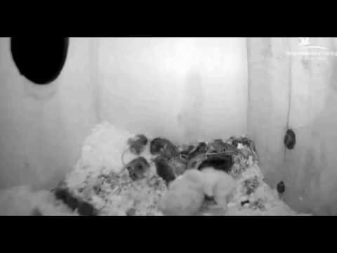 Live Webcams