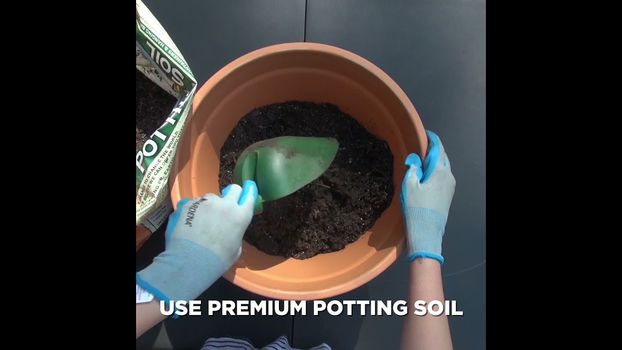 Grow Tomatoes in Terra Cotta Home Depot