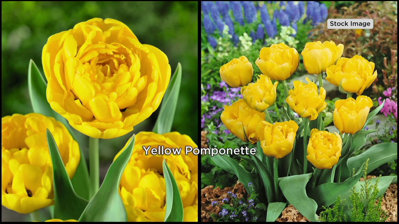Roberta's 30-Piece Peony Tulip Collection on QVC