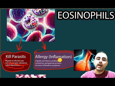 Eosinophils - Elevated eosinophils, Low Eosinophils