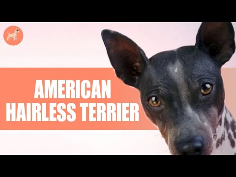 American Hairless Terrier: Everything You Need To Know