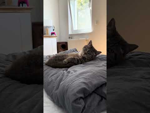 IST DEINE KATZE SCHLAU ODER DUMM? (3) CatInfo #katze #catsofyoutube #cat