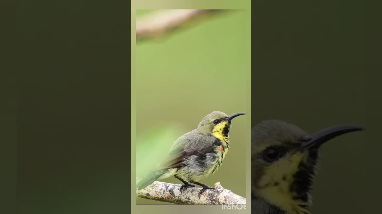 cute little sunbird making pleasant sound in morning #birds #nature #wildlife #shorts #viral
