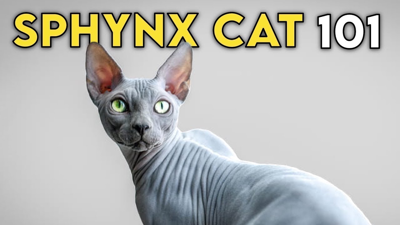 Sphynx Cat 101 - Learn ALL About Them!