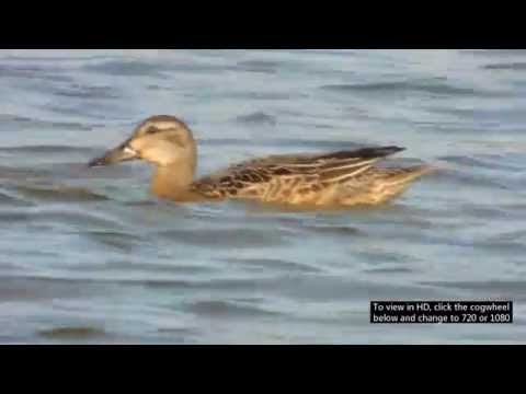 Juvenile Garganey – Northants birds