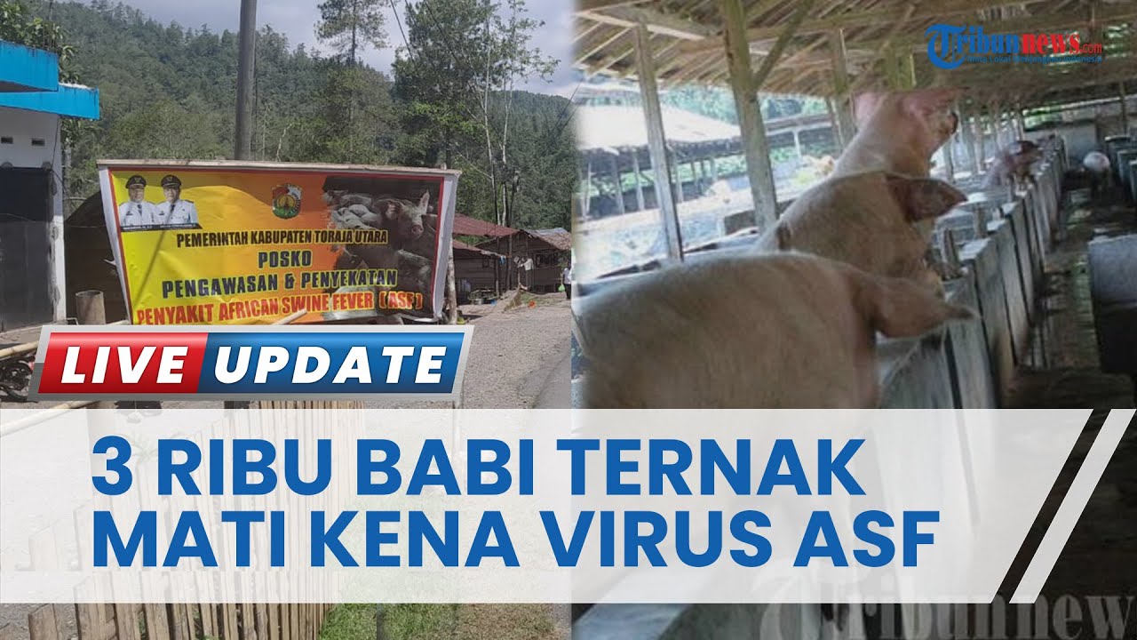 Virus African Swine Fever Serang Ternak Babi di Toraja Utara, Tiga Ribu ...