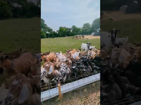 Goats moving their head in unison on the Steinmetz Family Farm. #right #left #goats #unison #sff