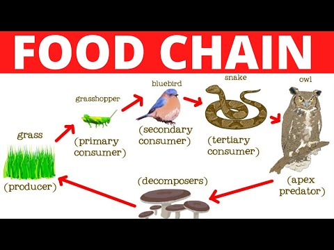 Ecosystem me Food Chain or Food Web kya hota hai? Ecosystem definition, example, diagram in Hindi |