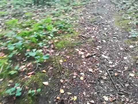 Excel G Explorer handling forest terrain