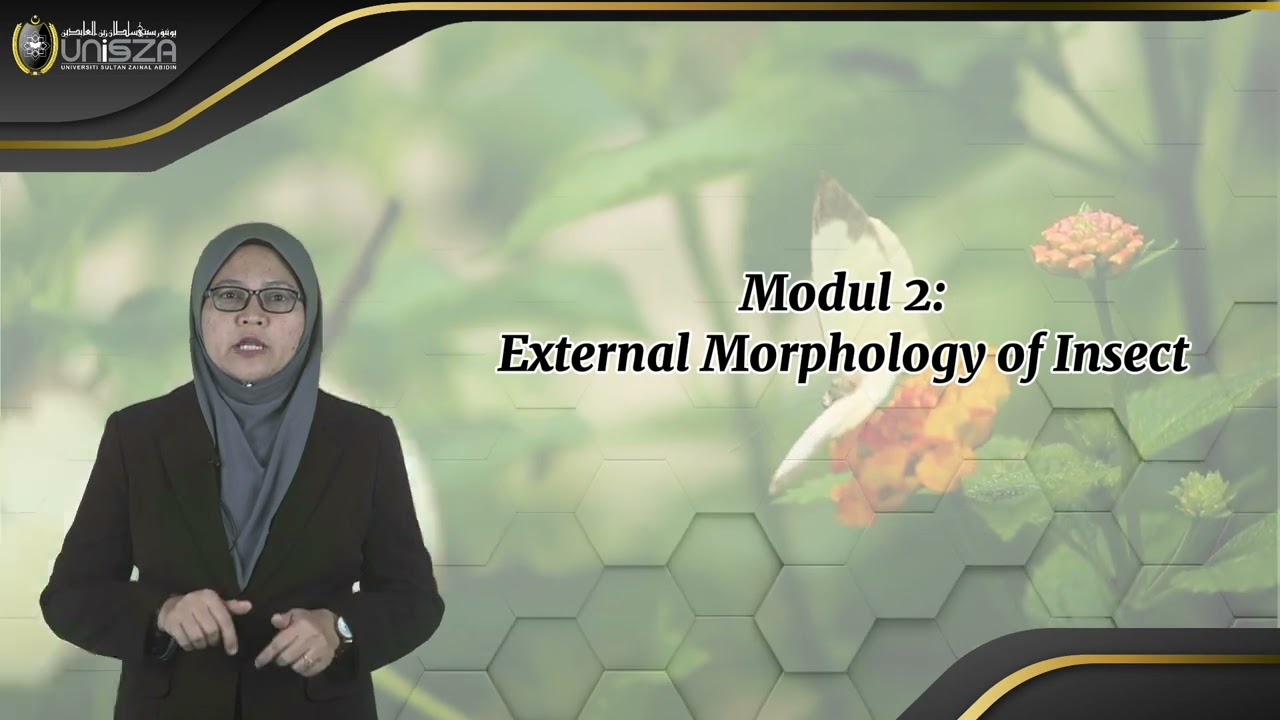 External Morphology of Insects | EduFlexS UniSZA