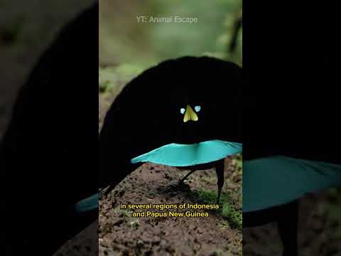 Birds of paradise, or cendrawasih in Indonesian