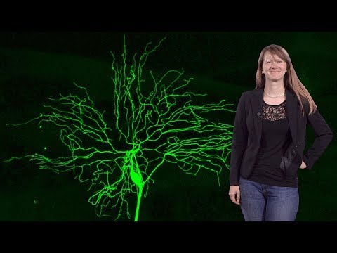 Katherine Thompson-Peer (UCSF): Neuronal Regeneration After Dendrite Injury