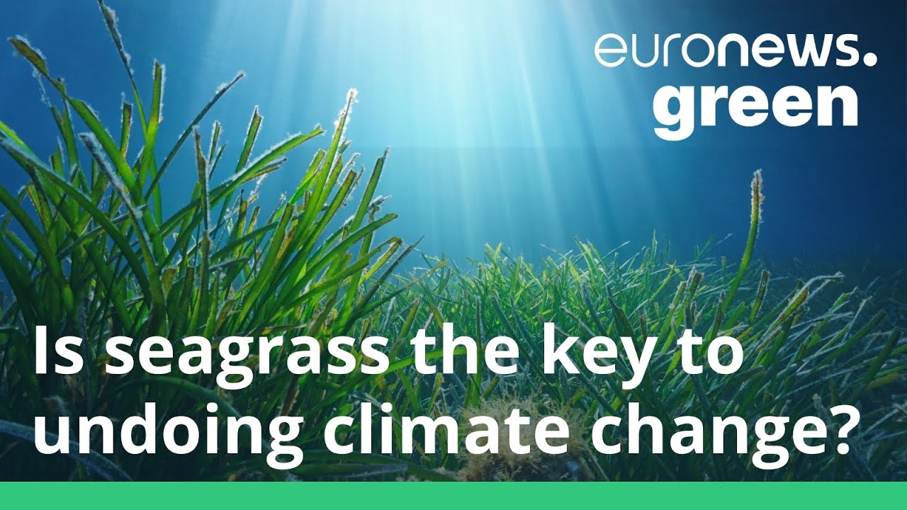Seagrass: The plant that removes carbon 30 times faster than a rainforest