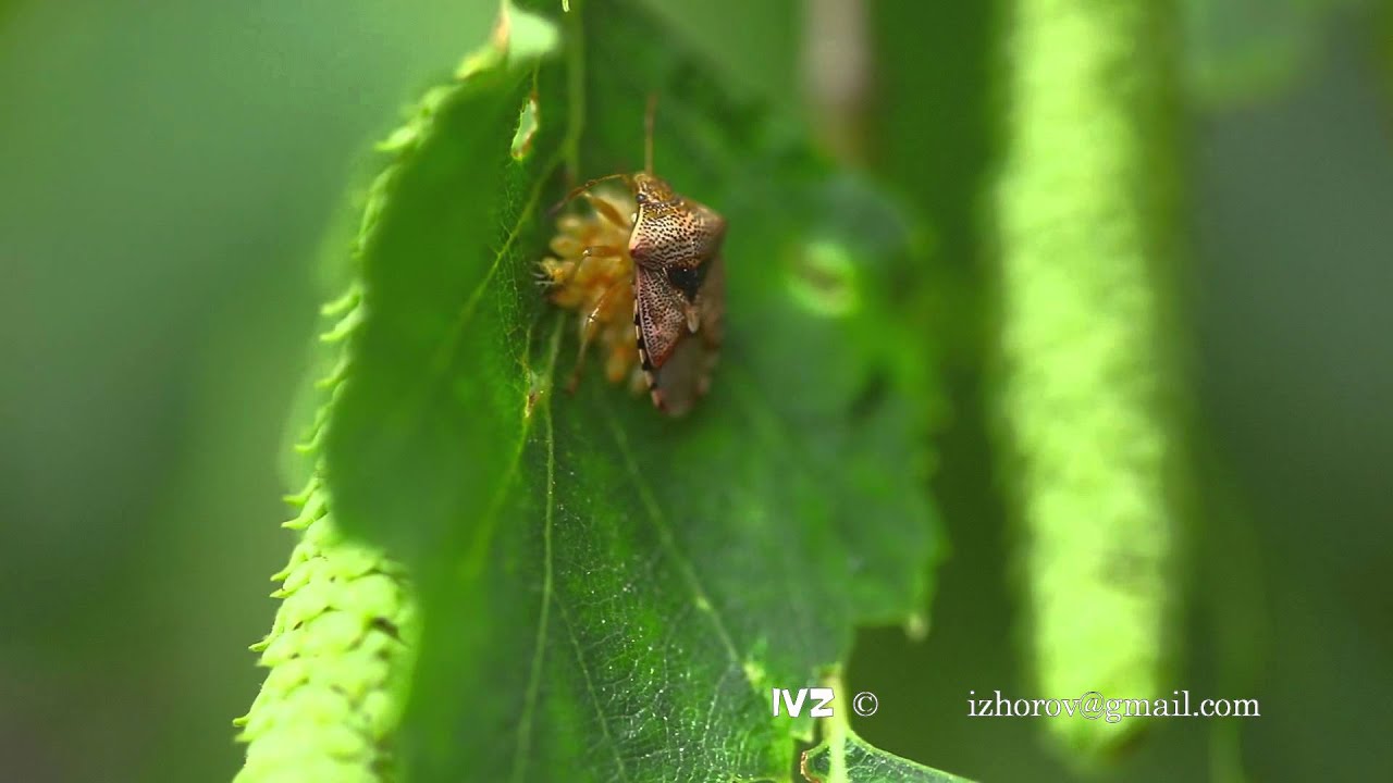 Parent bug (Elasmucha grisea