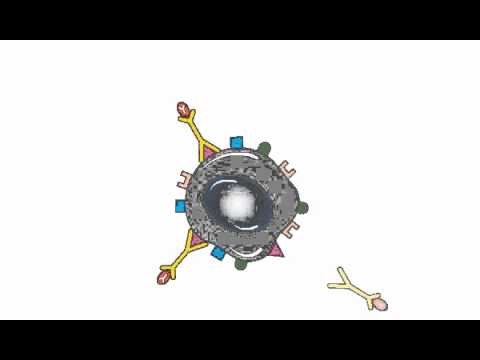 Monoclonal Antibodies Which Carry Radiotherapy or Cancer Drugs | Cancer Research UK