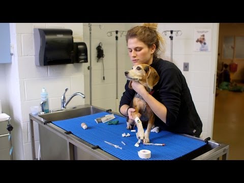 Meet Rebecca Bernstein | Life At Vet U