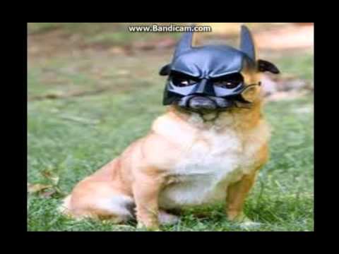 image de chien