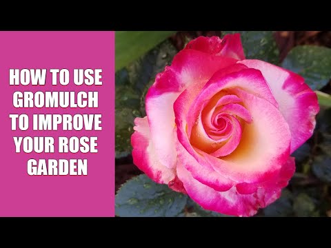 How to use GroMulch to improve Your Rose Garden