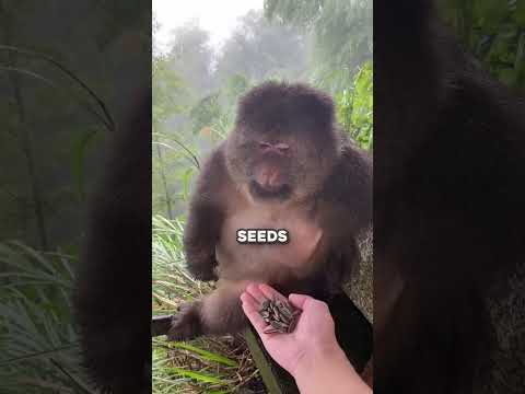 Is This Monkey Secretly HUMAN? (@aroundthemonkey)