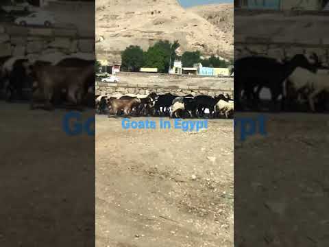 Goat herder in Egypt with his GOATS 🐐
